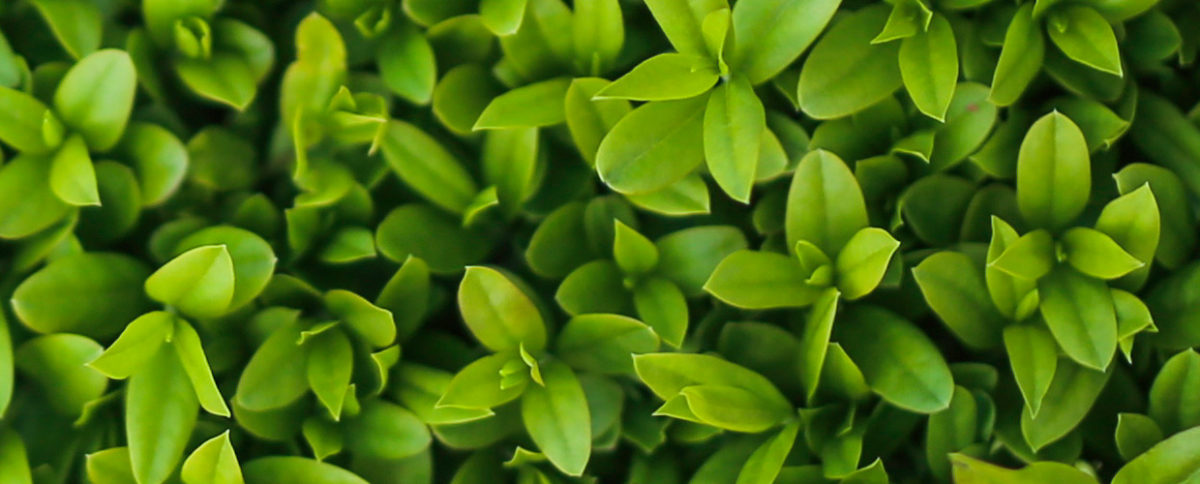 leaves-slide - Agroecology at UVM