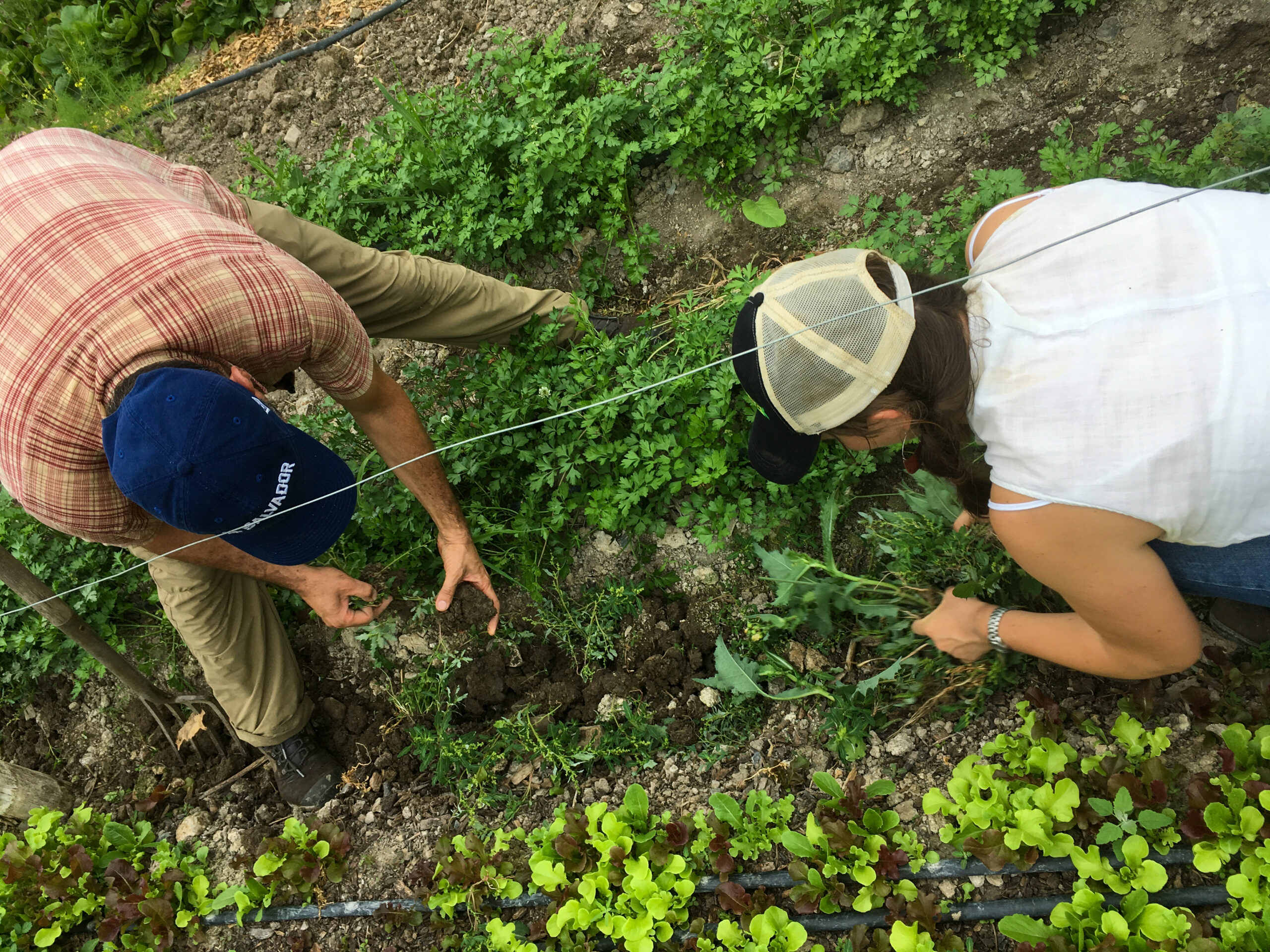 Ernesto and Claire action shot - Agroecology at UVM