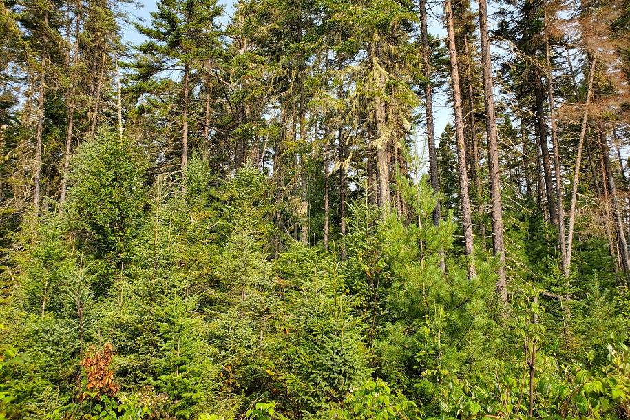 New England study calls for dramatic increase in sustainable forestry ...