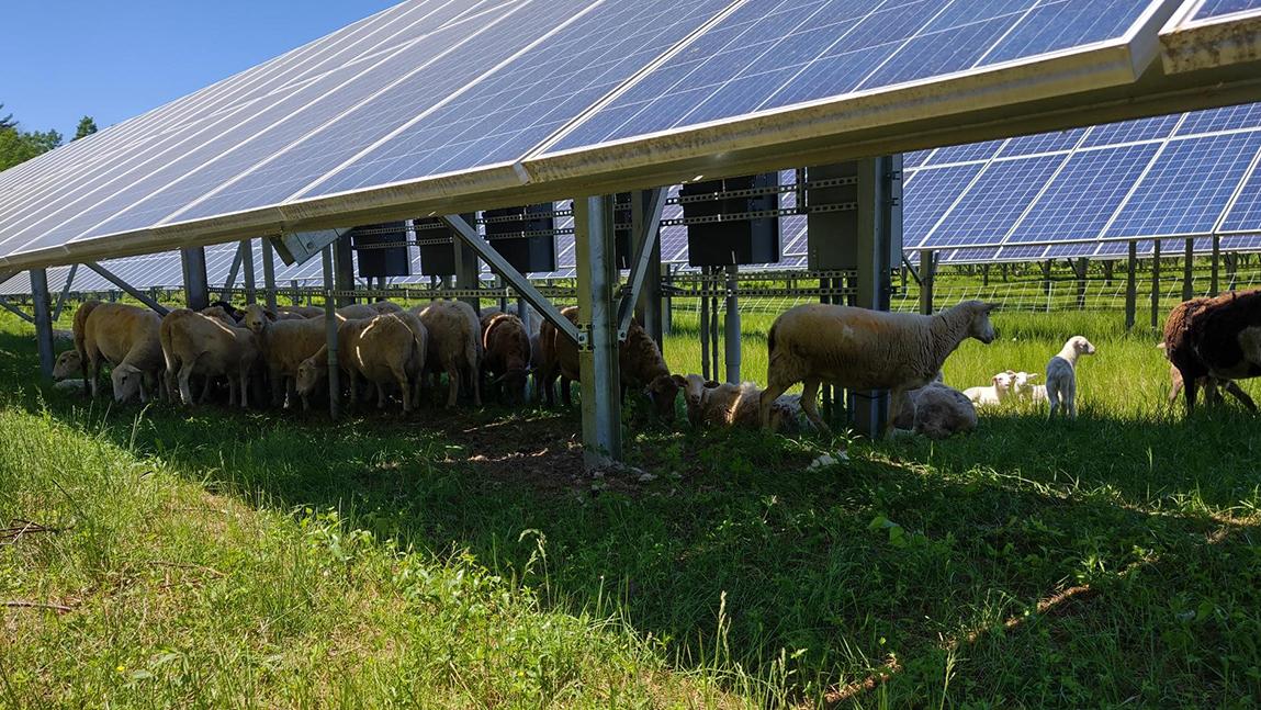 Contract (or Custom) Grazing