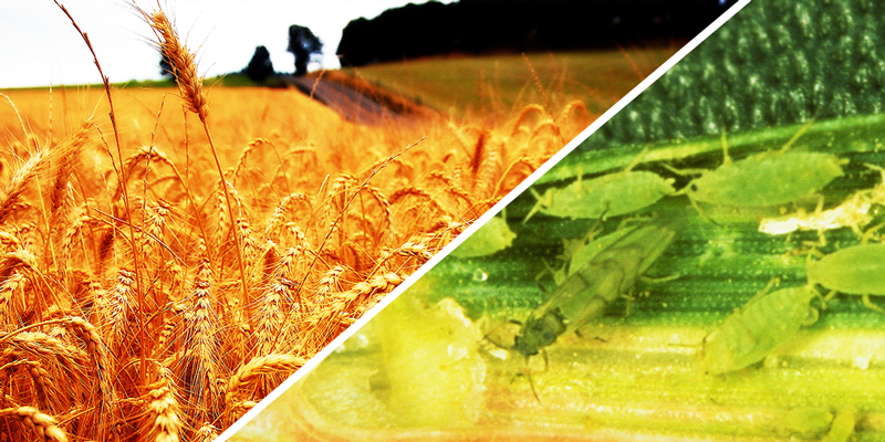 Global Warming: More Insects, Hungrier For Crops