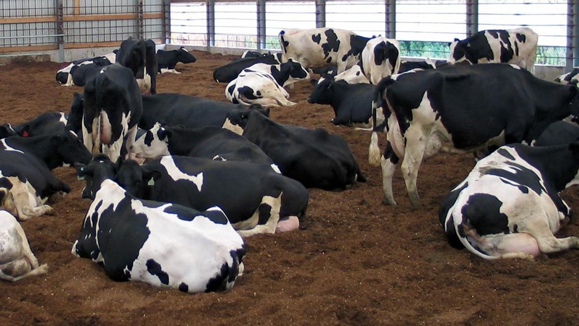 Bedded Pack Barn Workshop Features Minnesota Expert