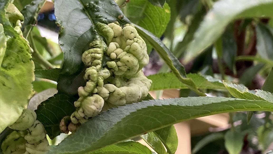 Peach Leaf Curl