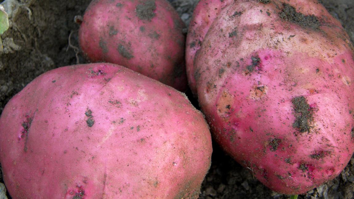 Potato Eyes