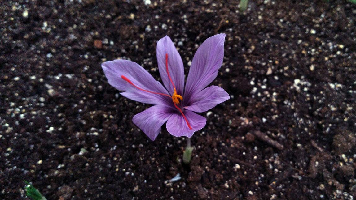 Community Horticulture | The University of Vermont