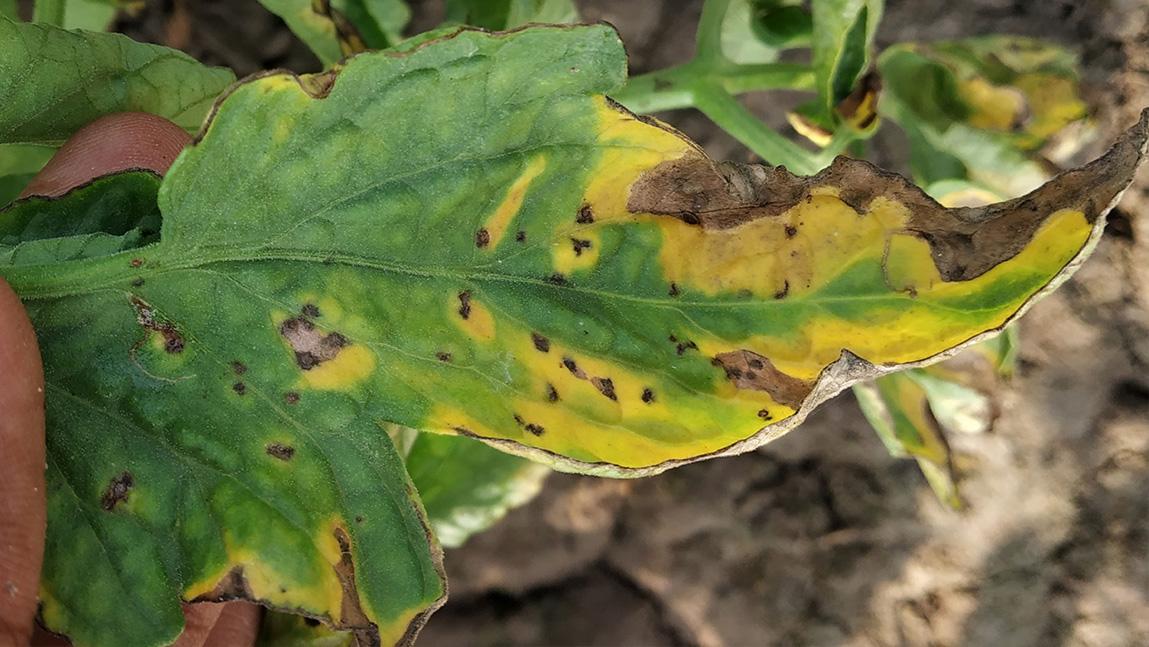 Tomato Leaf Spot Diseases