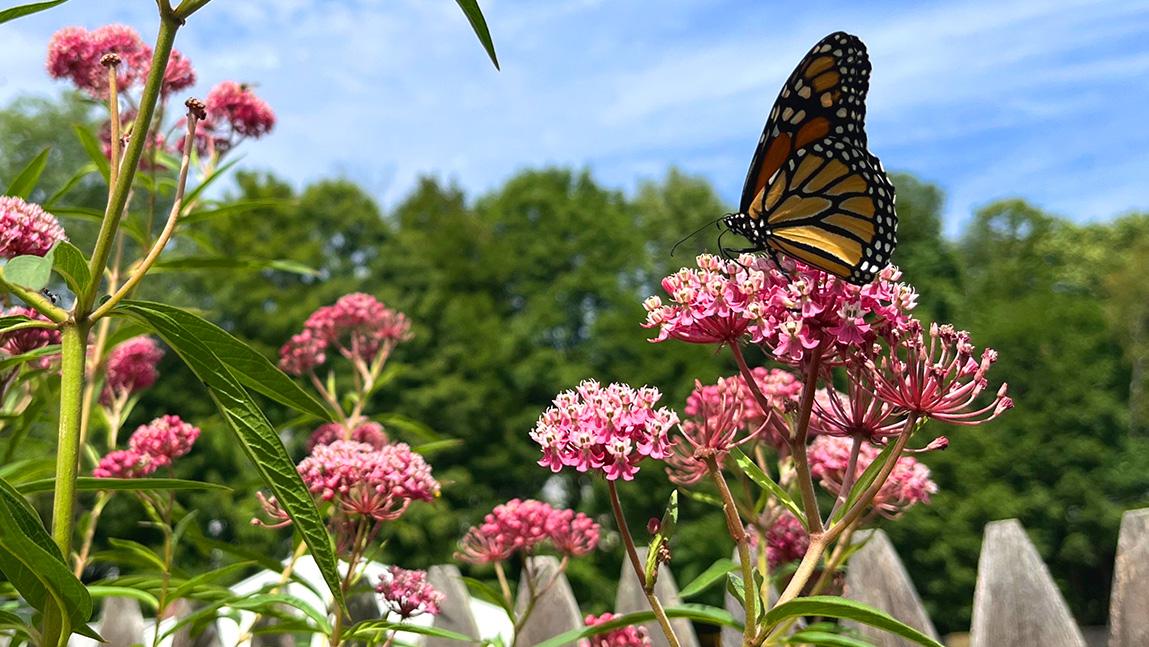 Monarch Butterfly On Common Milkweed