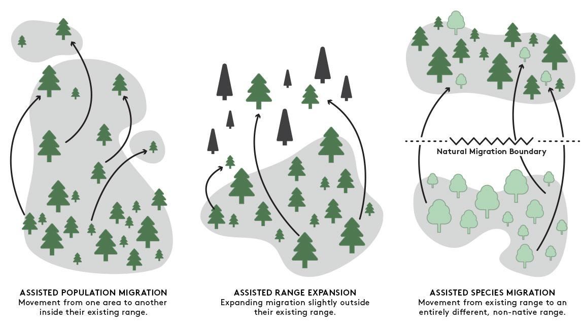To Save the Forest, Should We Move the Trees?