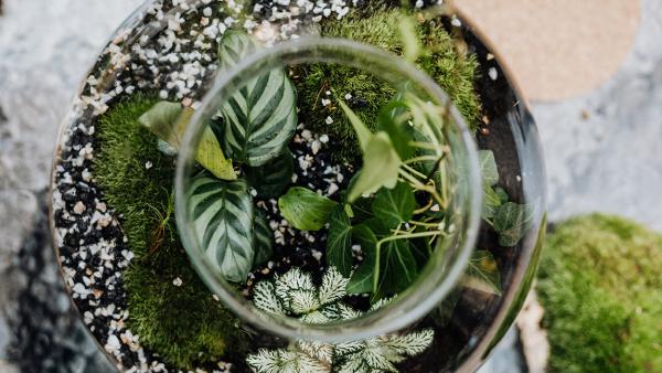 Maidenhair Fern Terrarium