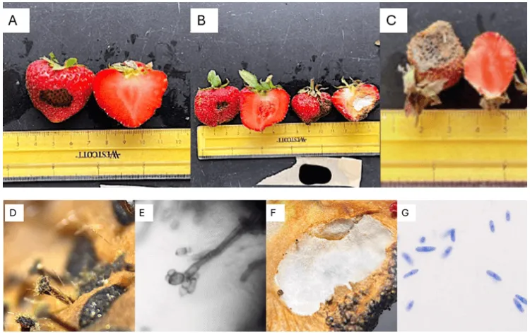 Summarized Results of the 2025 On-farm Strawberry Pest and Disease Survey