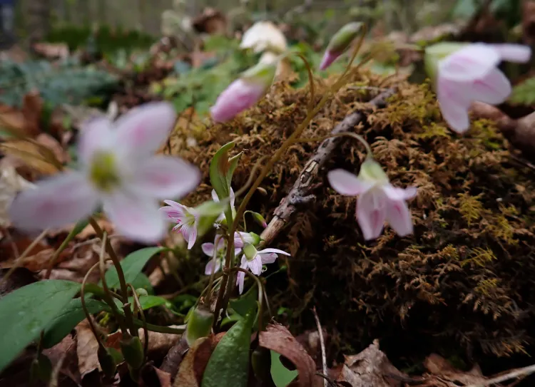 Photo Essay: UVM Hosts a Spring Woods Walk to Talk All About Forest Farming