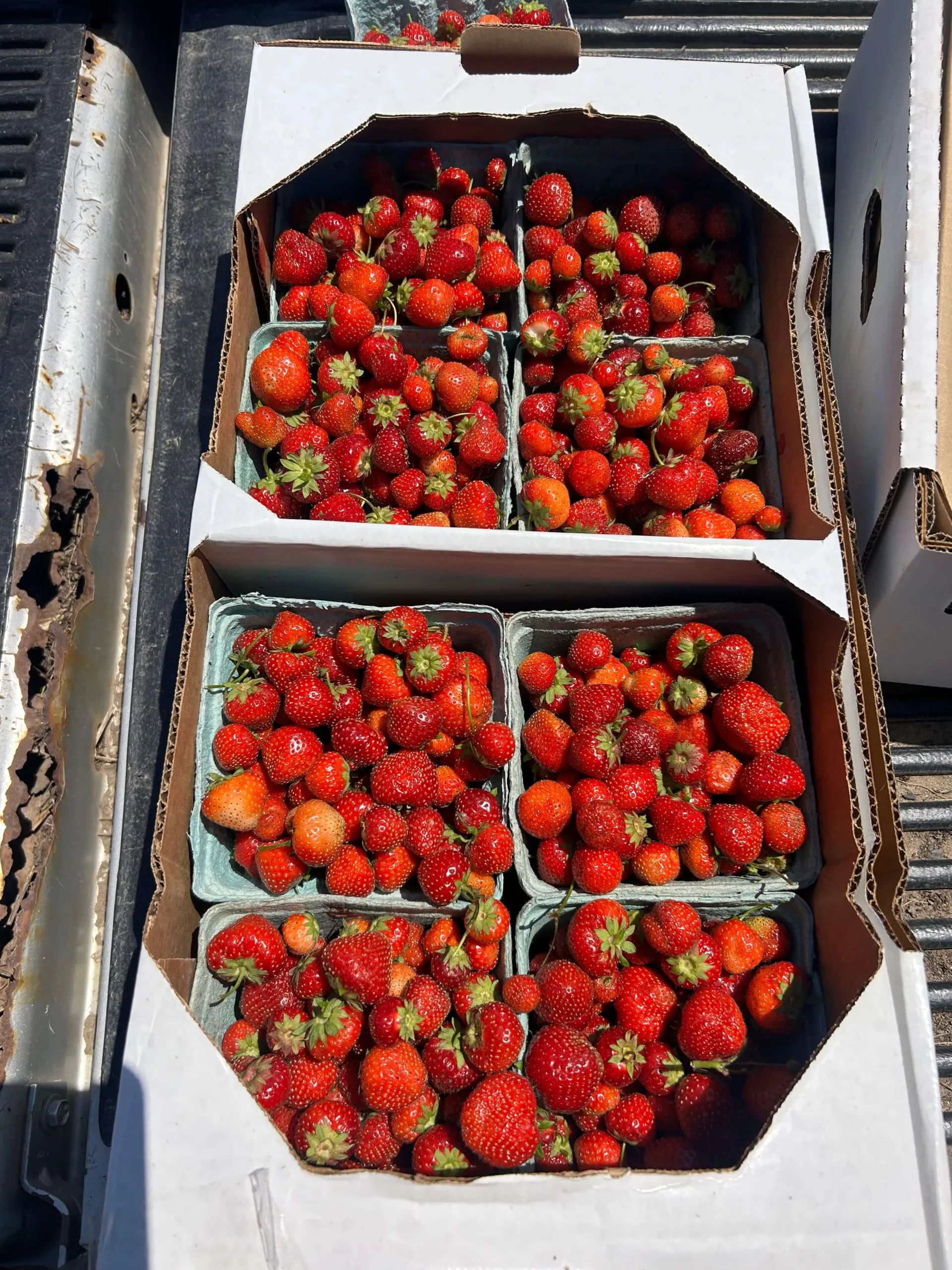 Summarized Results of the 2025 On-farm Strawberry Pest and Disease Survey