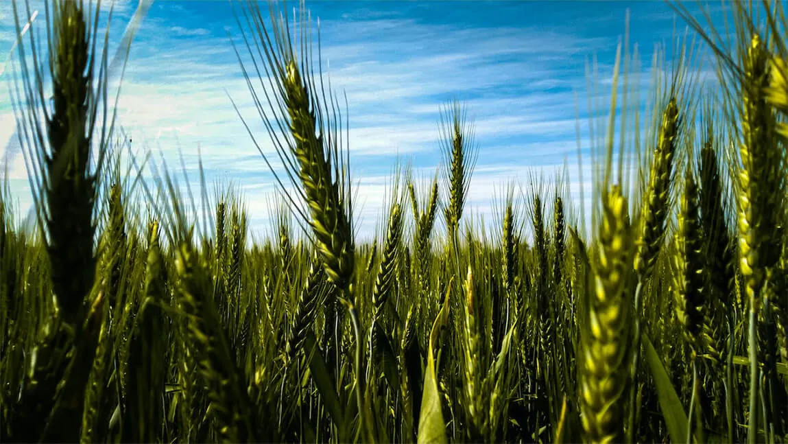 Field Day Features Latest Crop and Soil Research