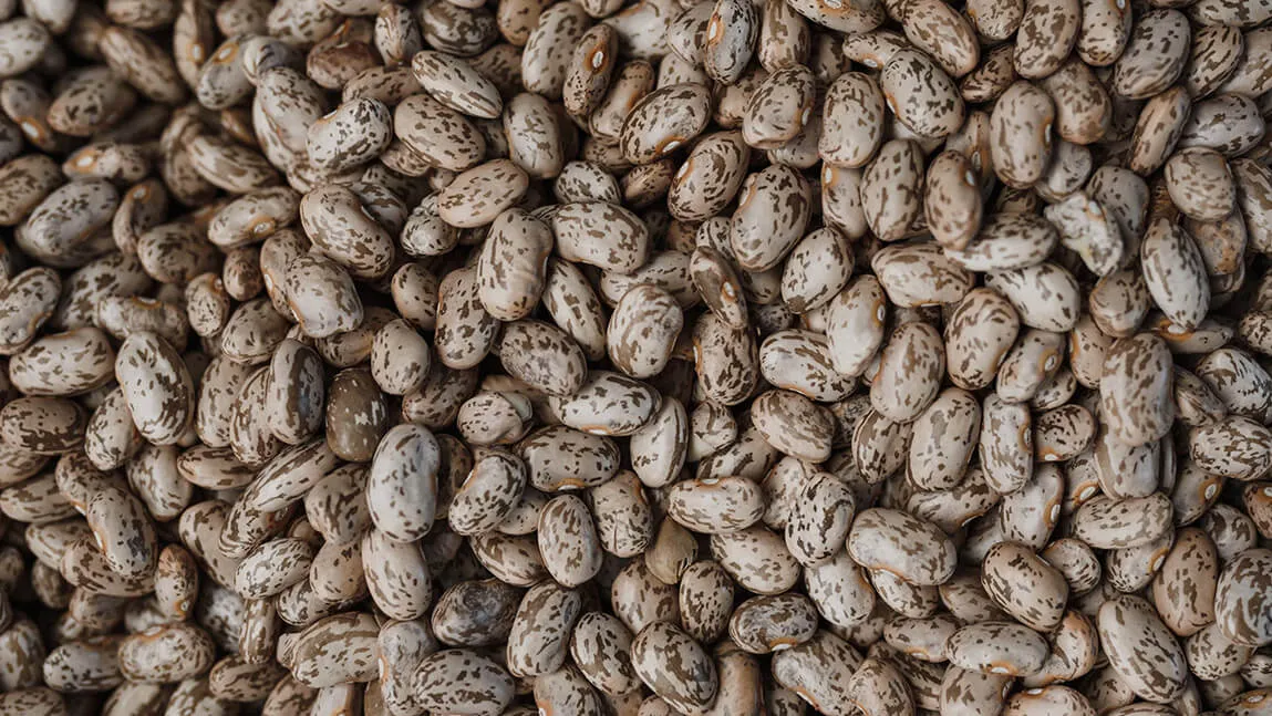 Webinars Spill the Beans About Growing Dried Beans