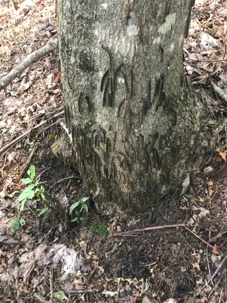 FEMC - Project - 1984-85 Vermont Forest Tent Caterpillar Impact Survey ...