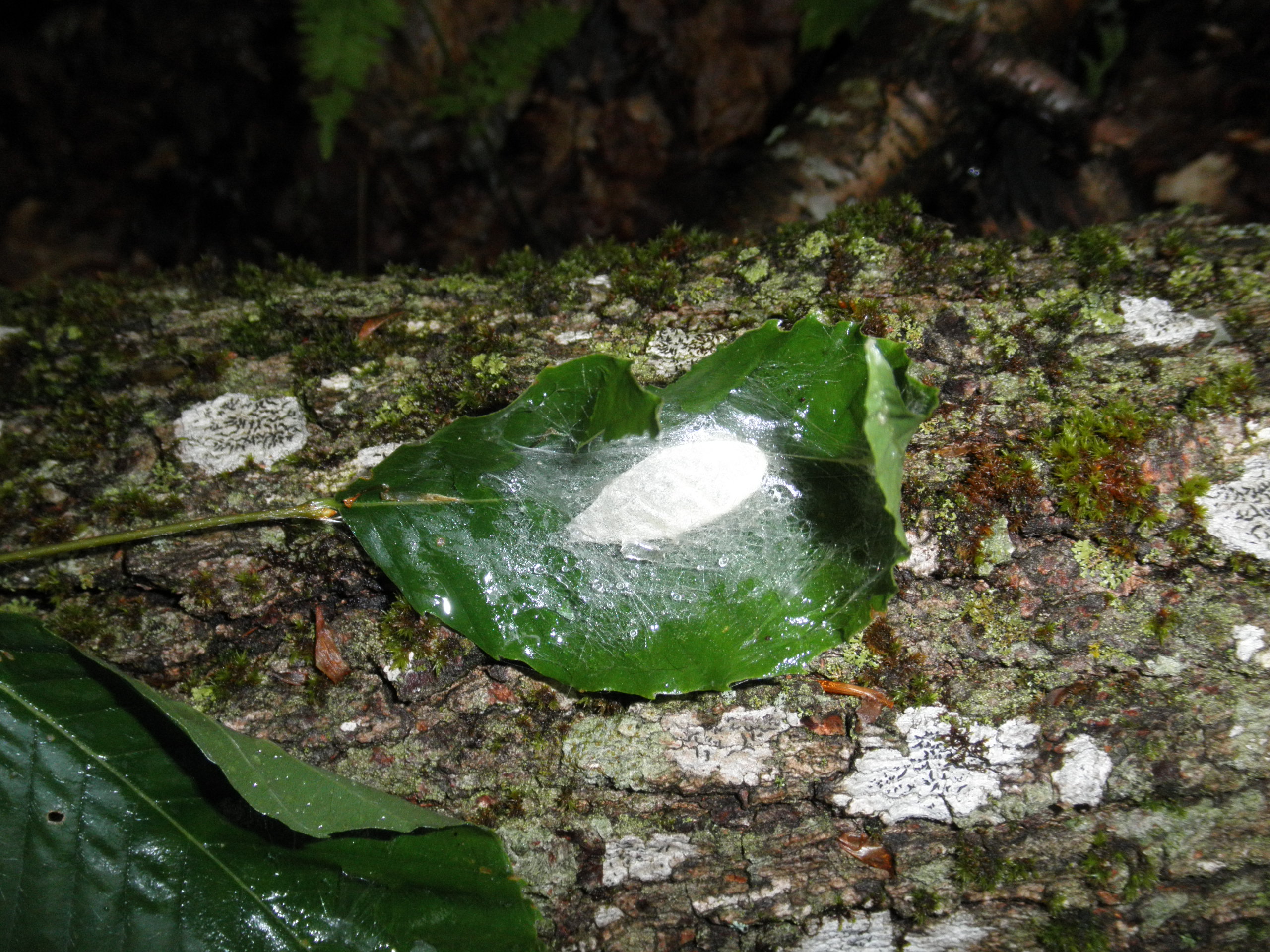 FEMC - Project - Forest Tent Caterpillar Egg Mass Surveys and Tree ...