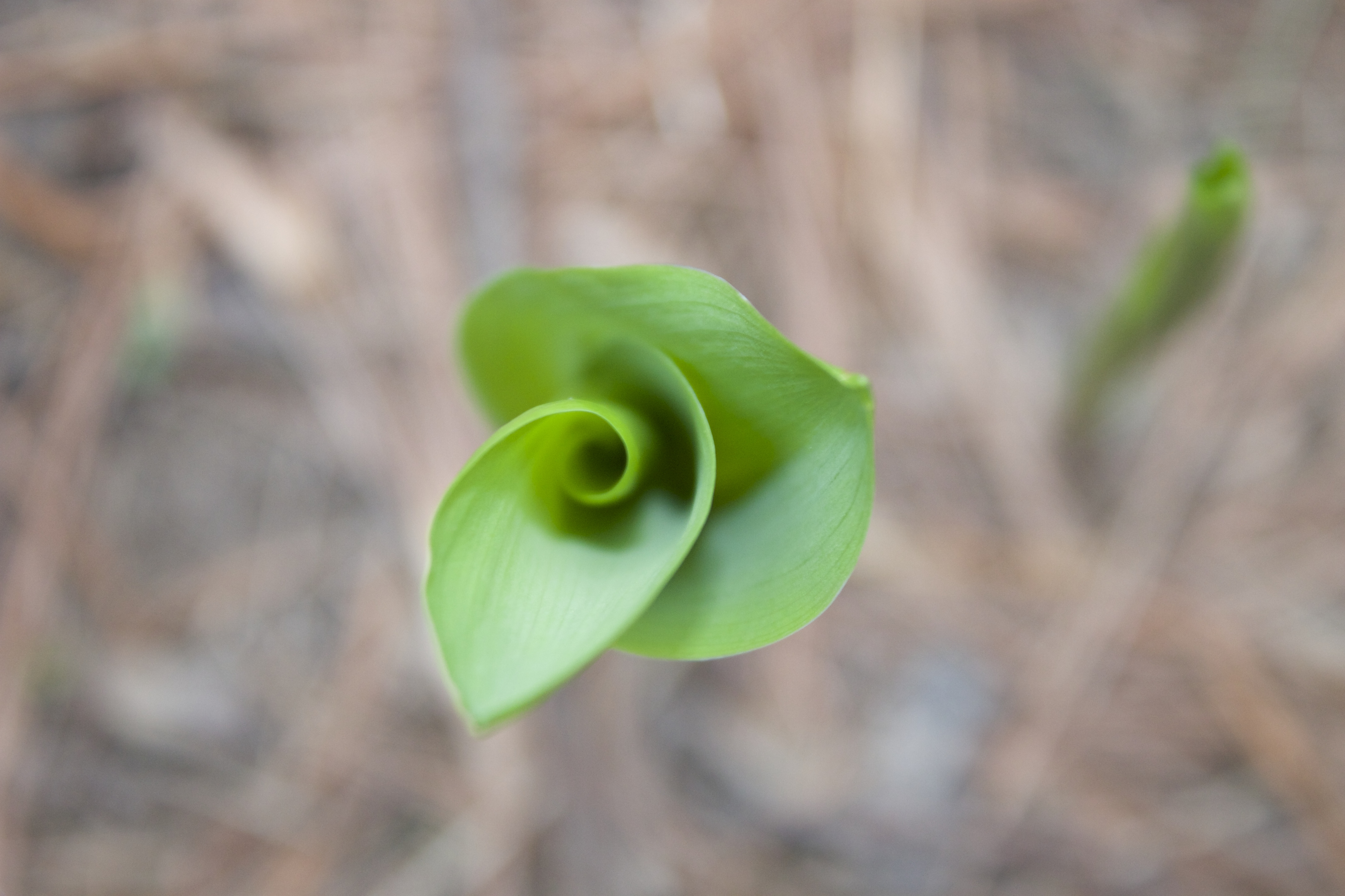 FEMC Dataset Understory Herbaceous Plant List Sample