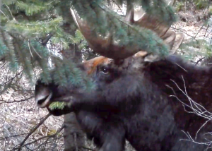 Impacts of Recreation on Forest Ecosystems