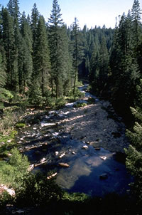 FOR 285 Sustainable Forest Certification