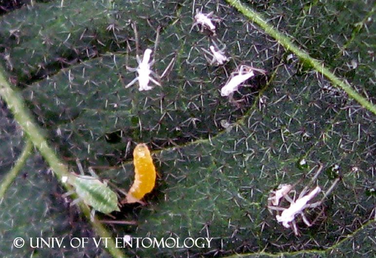 UVM IPM Greenhouse Pests, Biological Controls & Plant Mediated IPM Systems
