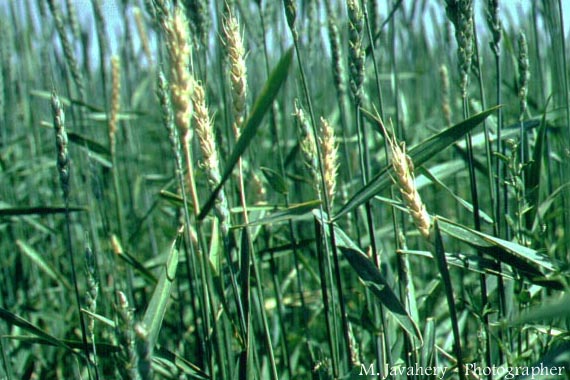 Sunn Pest - Unlocking the Mysteries of an Ancient Problem