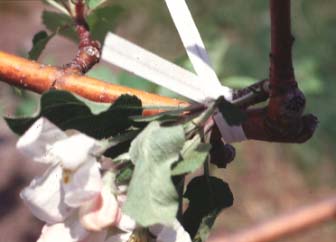 Release and Monitoring Methods: