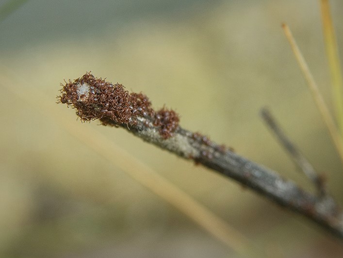 Tick Research & Information Resources University of Vermont Entomology ...